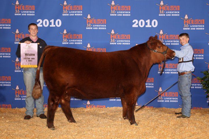 Cattle – Chachere Feed