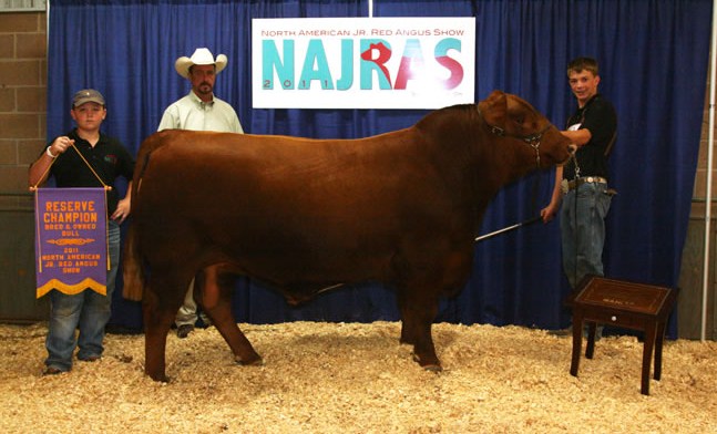 Cattle – Chachere Feed