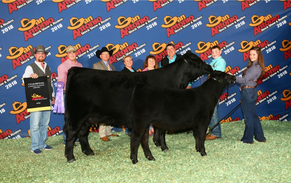 Cattle – Chachere Feed